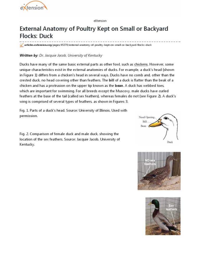 External Anatomy of Poultry Kept On Small or Backyard Flocks - Duck ...