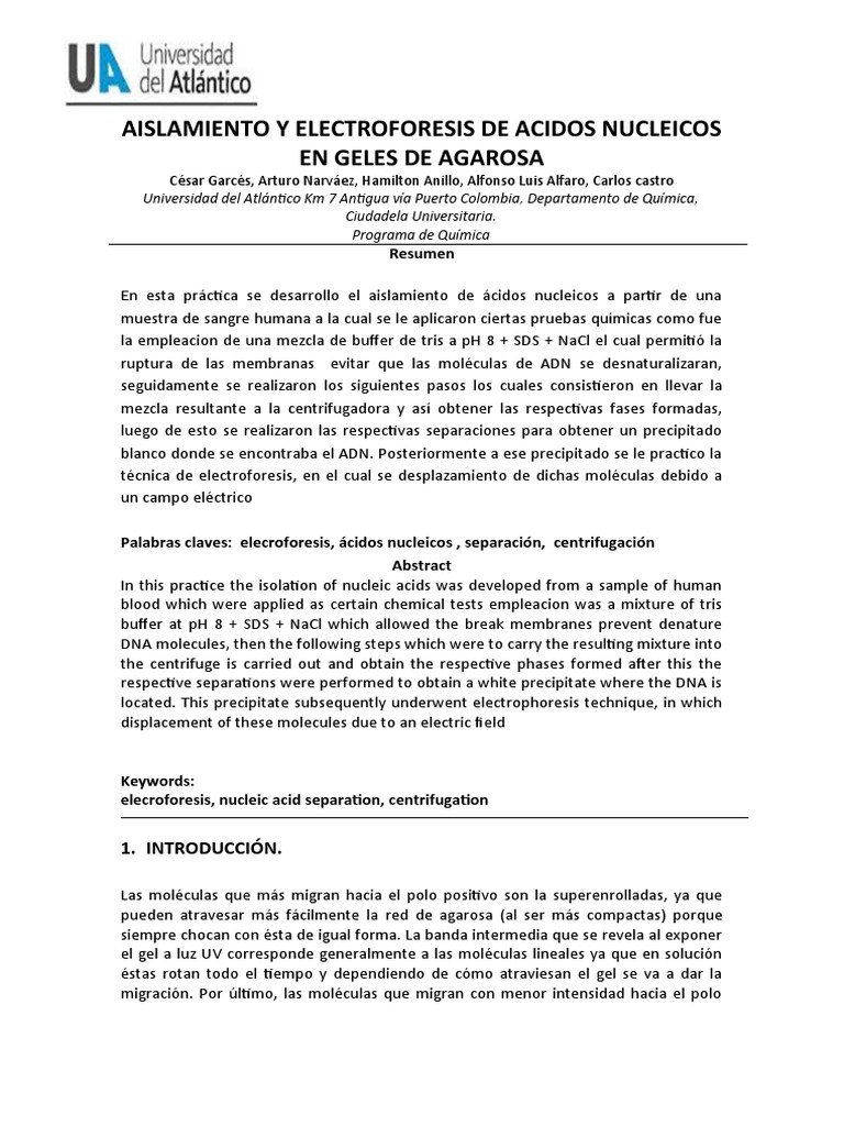 Informe Electroforesis de Acidos Nucleicos | PDF | Electroforesis | Rna