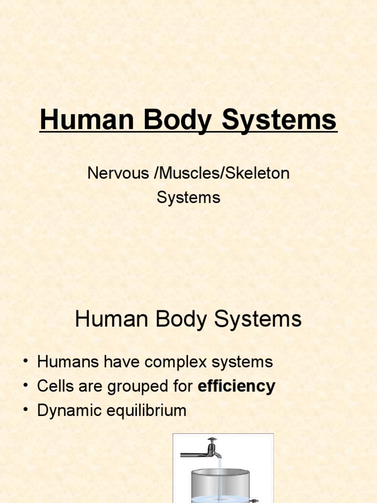 Human Body Systems: Nervous /Muscles/Skeleton Systems | PDF | Nervous ...