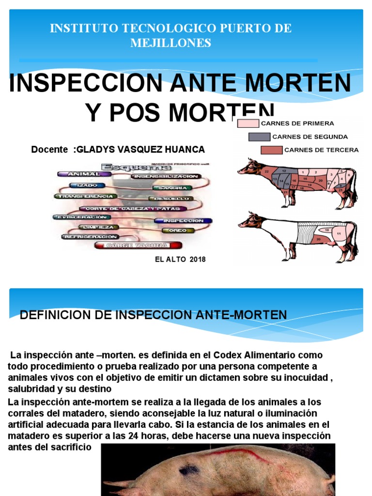Ante Mortem y Post Mortem | Descargar gratis PDF | Vacas | Carne