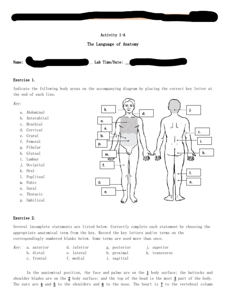 Anatomy Language and Body Sections Worksheet | PDF | Anatomical Terms ...
