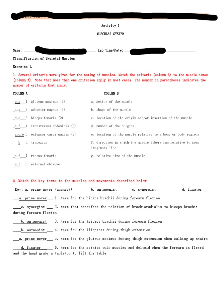 Muscle Identification Lab Worksheet | PDF | Foot | Limbs (Anatomy)