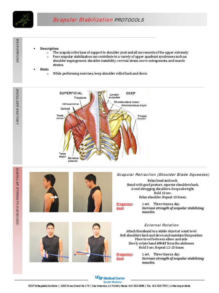 Scapular Stabilization Exercises Guide | PDF | Shoulder | Strength Training