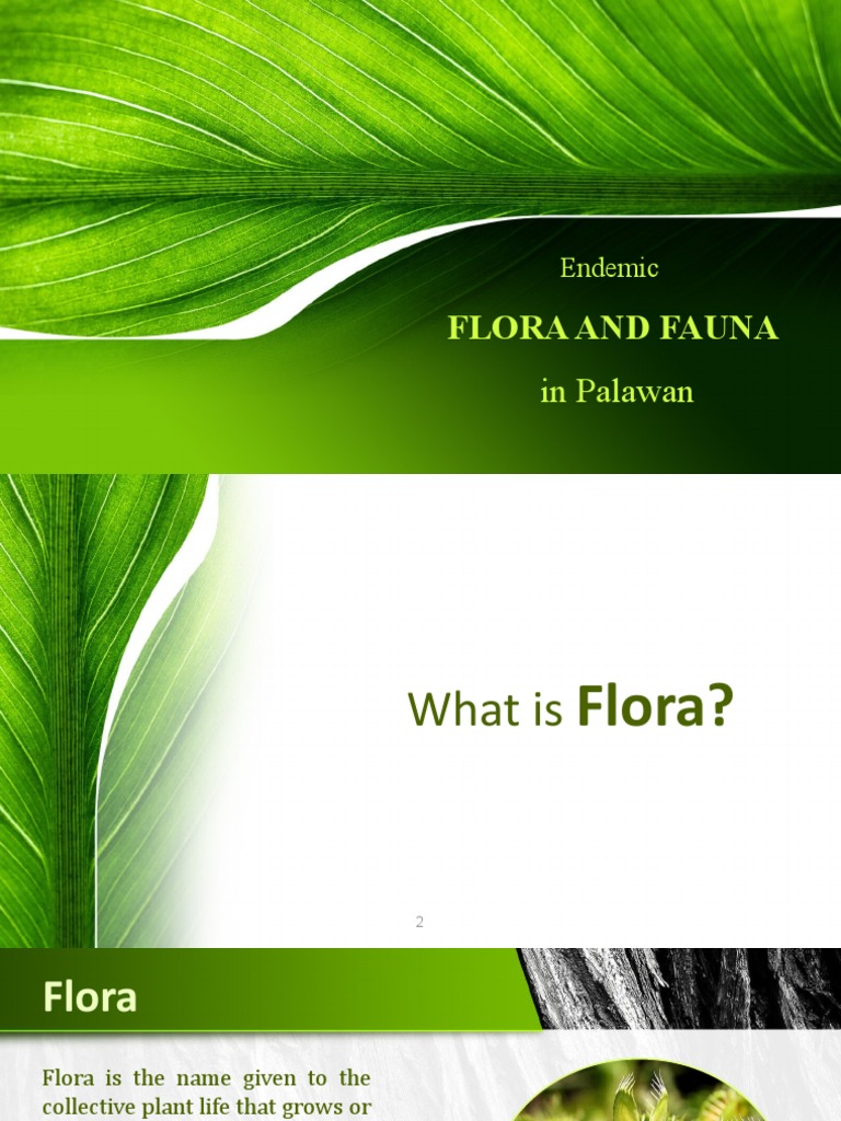 Palawan Flora & Fauna | PDF | Mangrove | Fauna