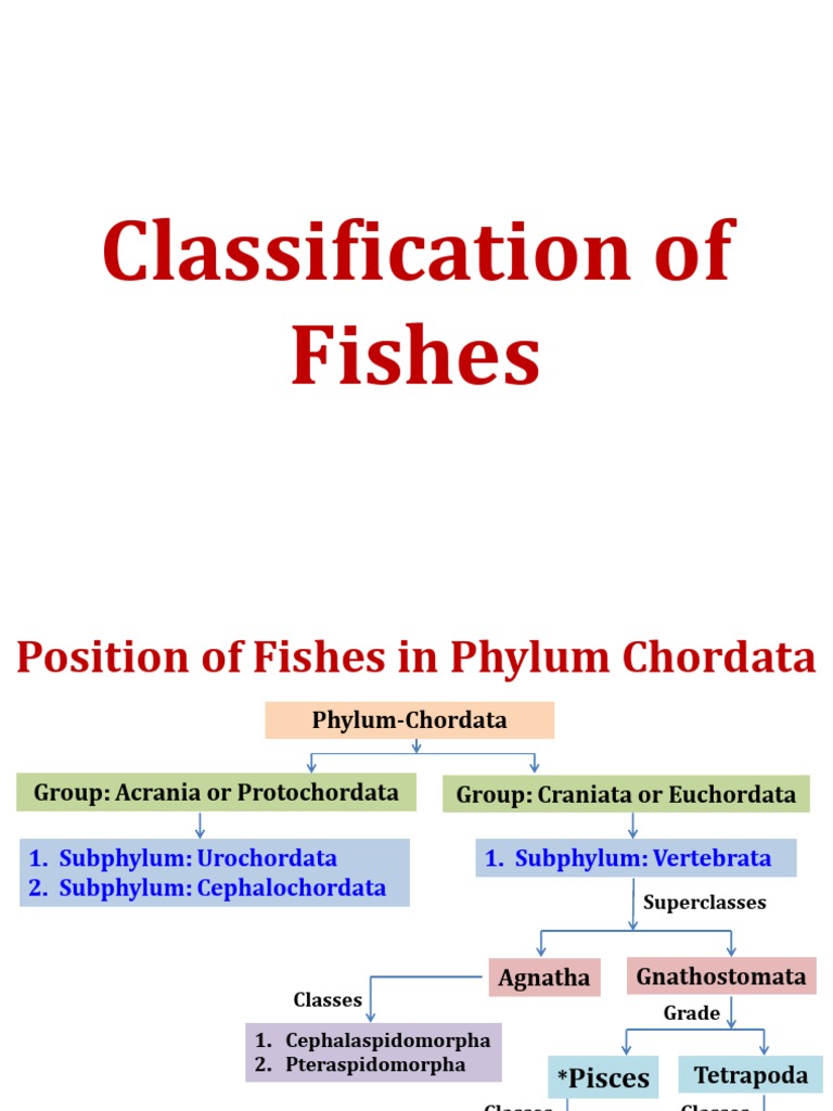 Phylum Chordata Fish
