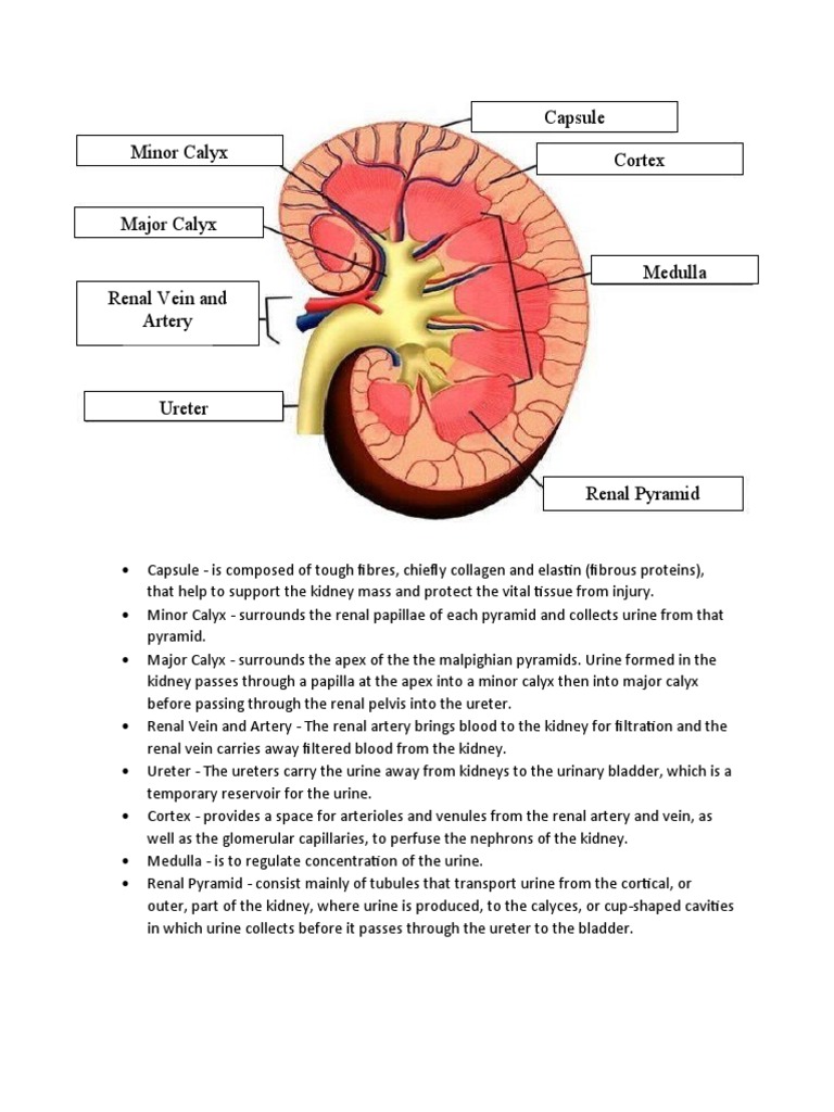 Capsule Cortex Minor Calyx | PDF