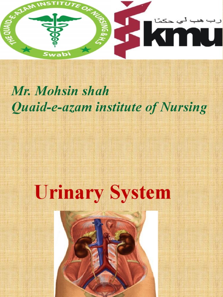 Anatomy of Urinary System | PDF | Kidney | Urinary Bladder