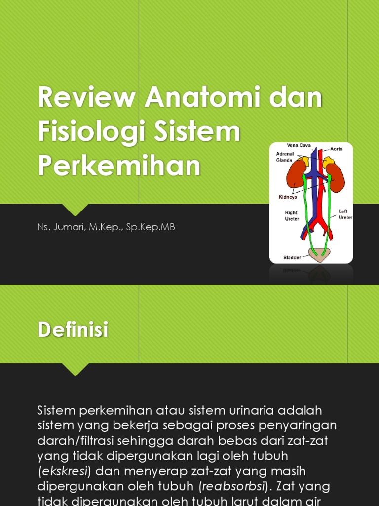Review Anatomi Dan Fisiologi Sistem Perkemihan | PDF