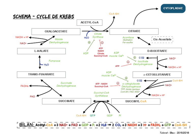 Diagramme Du Cycle De Krebs Mitochondries