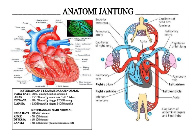 Anatomi Jantung | PDF