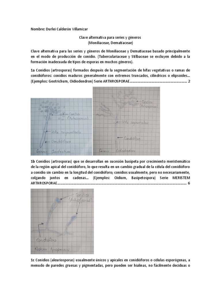 Clave alternativa para Moniliaceae y Dematiaceae | PDF | Plantas | Anatomía