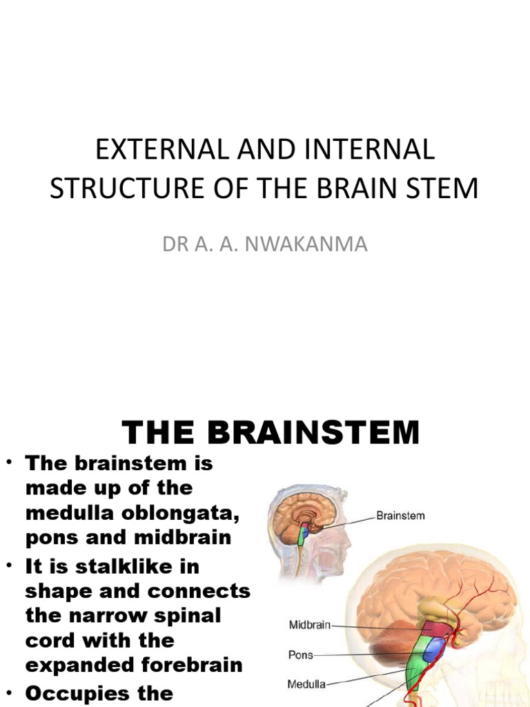 External and Internal Structure of The Brain Stem | PDF | Brainstem ...