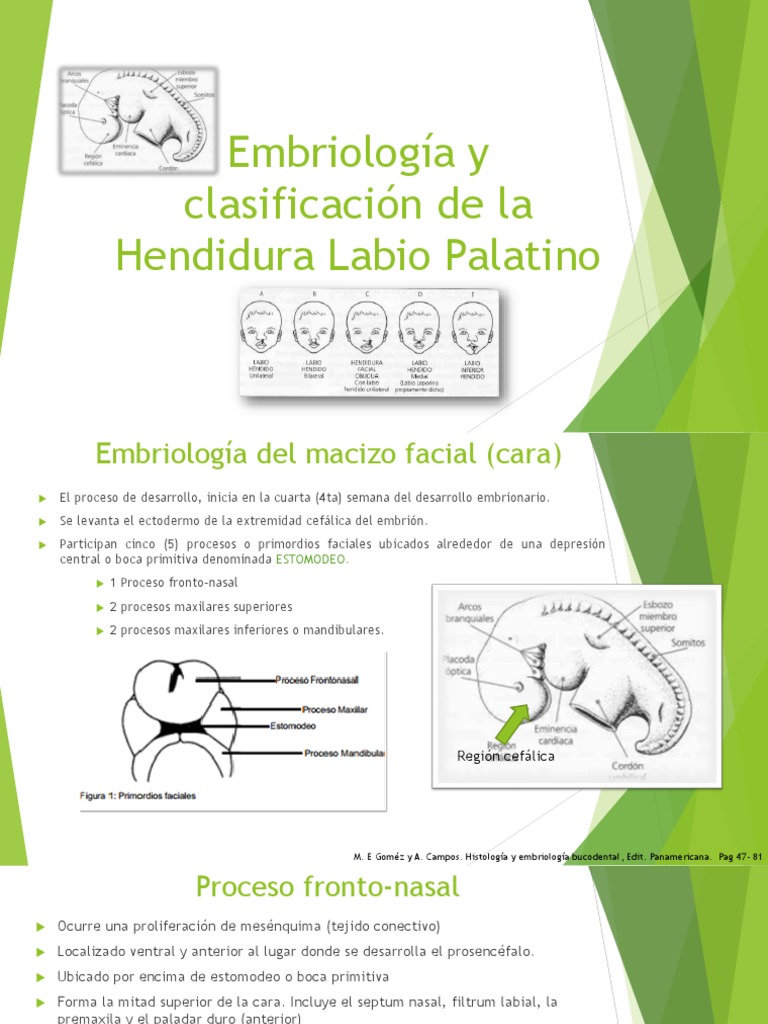 Embriología y Clasificación de La Hendidura Labio Palatina | PDF ...