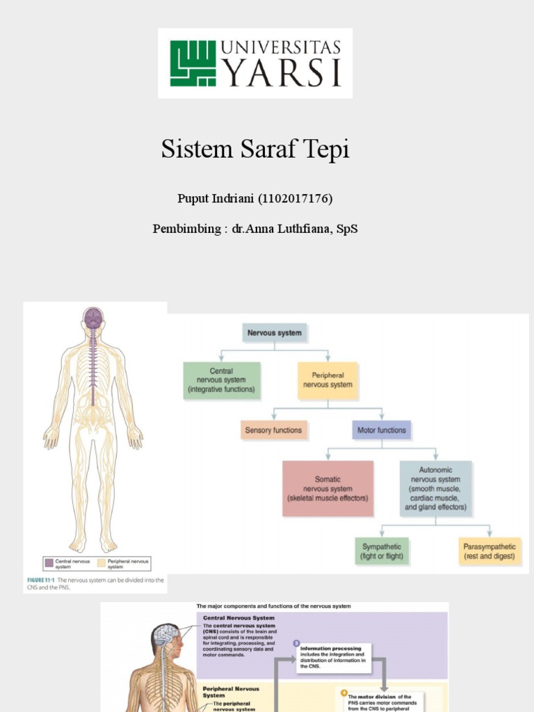 (PPT) Sistem Saraf Tepi | PDF