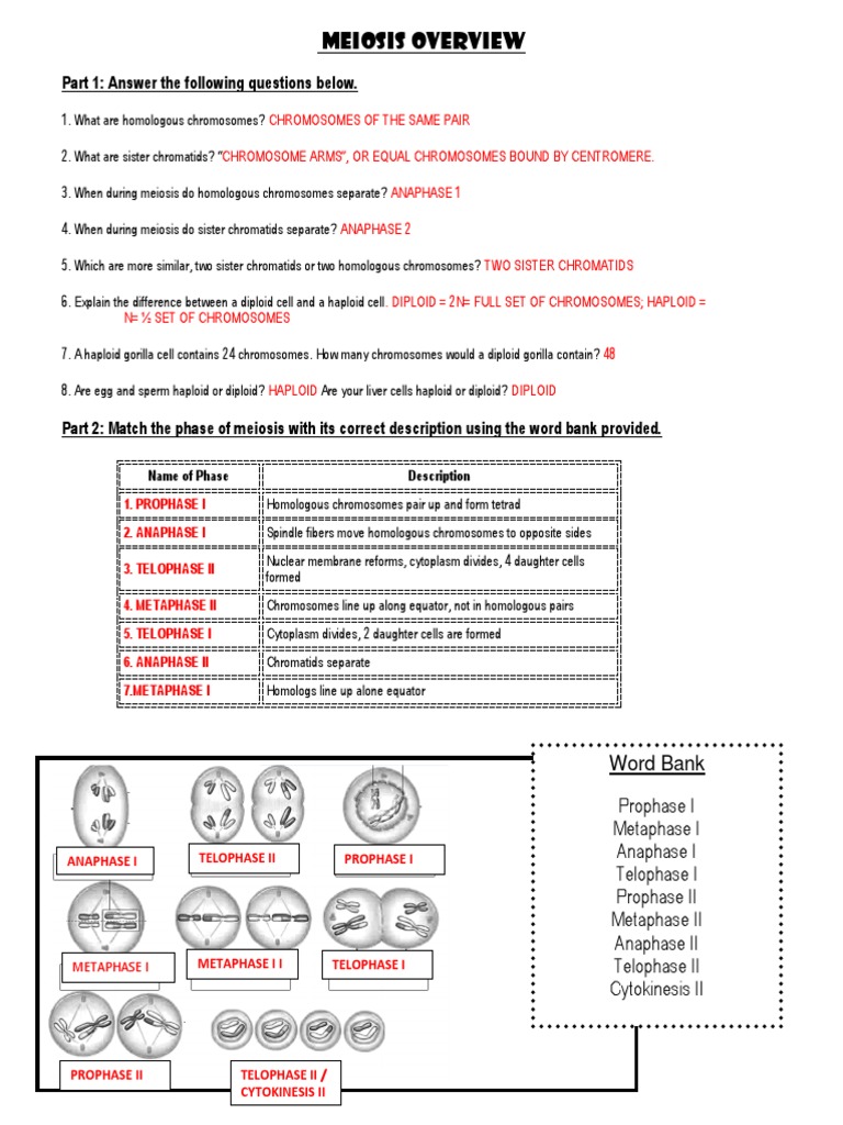 Meiosis Overview: Part 1: Answer The Following Questions Below | PDF ...