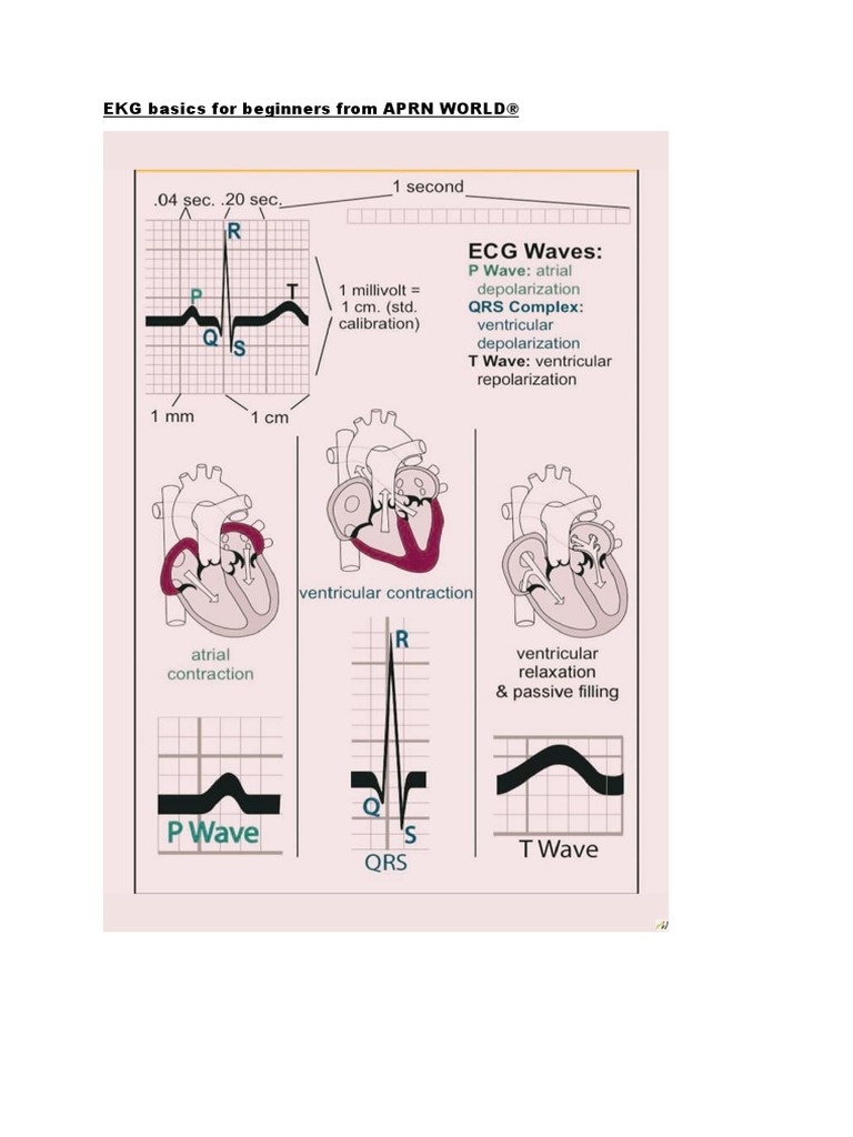 ECG Basics For Beginners! | PDF