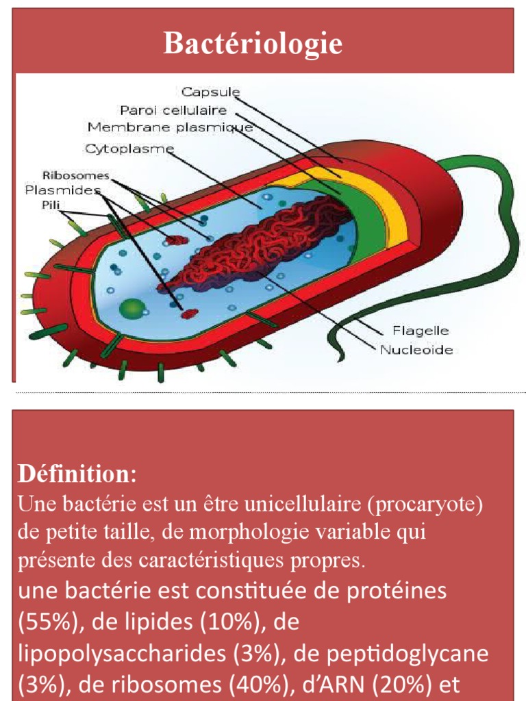 Bacterie | PDF | Plasmide | Bactérie
