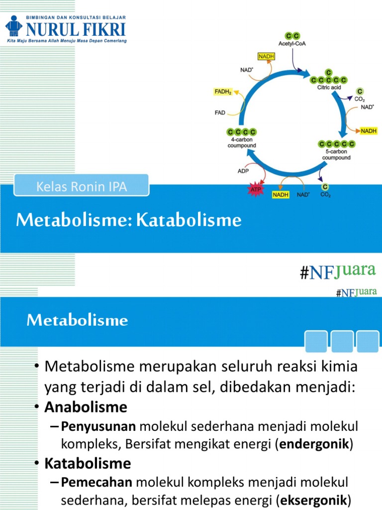 Metabolisme 1 (Katabolisme Sel) | PDF