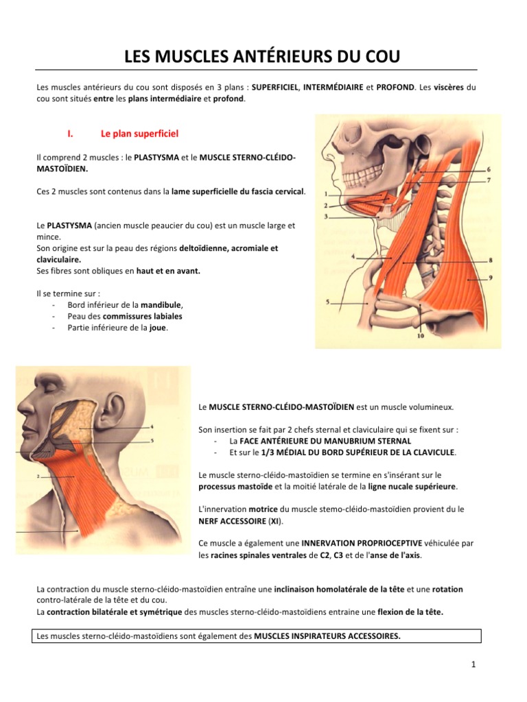 Muscles Supra Hyoidien | PDF | Cou | Tissu mou