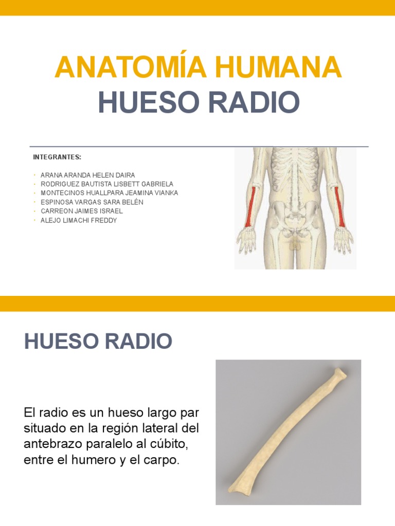 Diapositivas Hueso Radio | PDF | Tejido suave | Extremidades (anatomía)