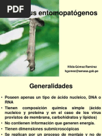 Anatomía y Morfología del Grillo | PDF | Insectos | Artrópodos