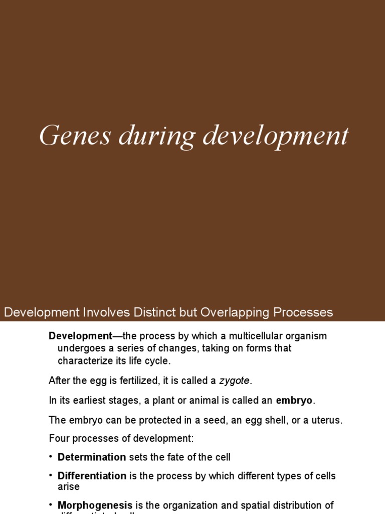 Gene Expression in Development Processes | PDF | Developmental Biology ...