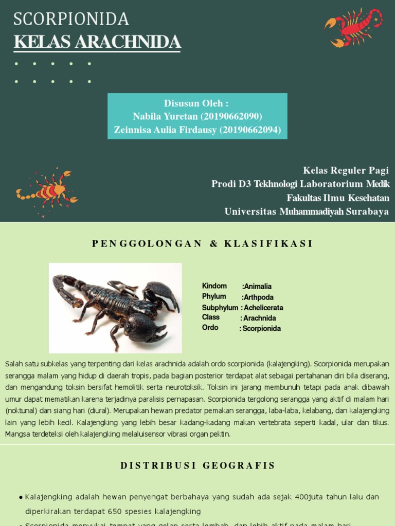 7) K. Arachnida (O. Scorpionida) | PDF