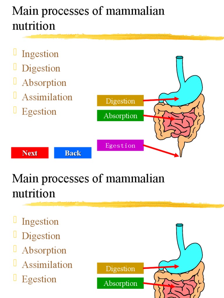 Ingestion Digestion Absorption Assimilation Egestion: Next Back | PDF ...
