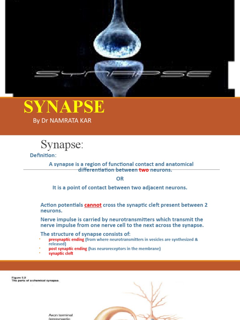 SYNAPSE - PPT (Best) | PDF | Chemical Synapse | Inhibitory Postsynaptic ...