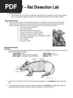 Mouse Dissection | PDF | Kidney | Liver