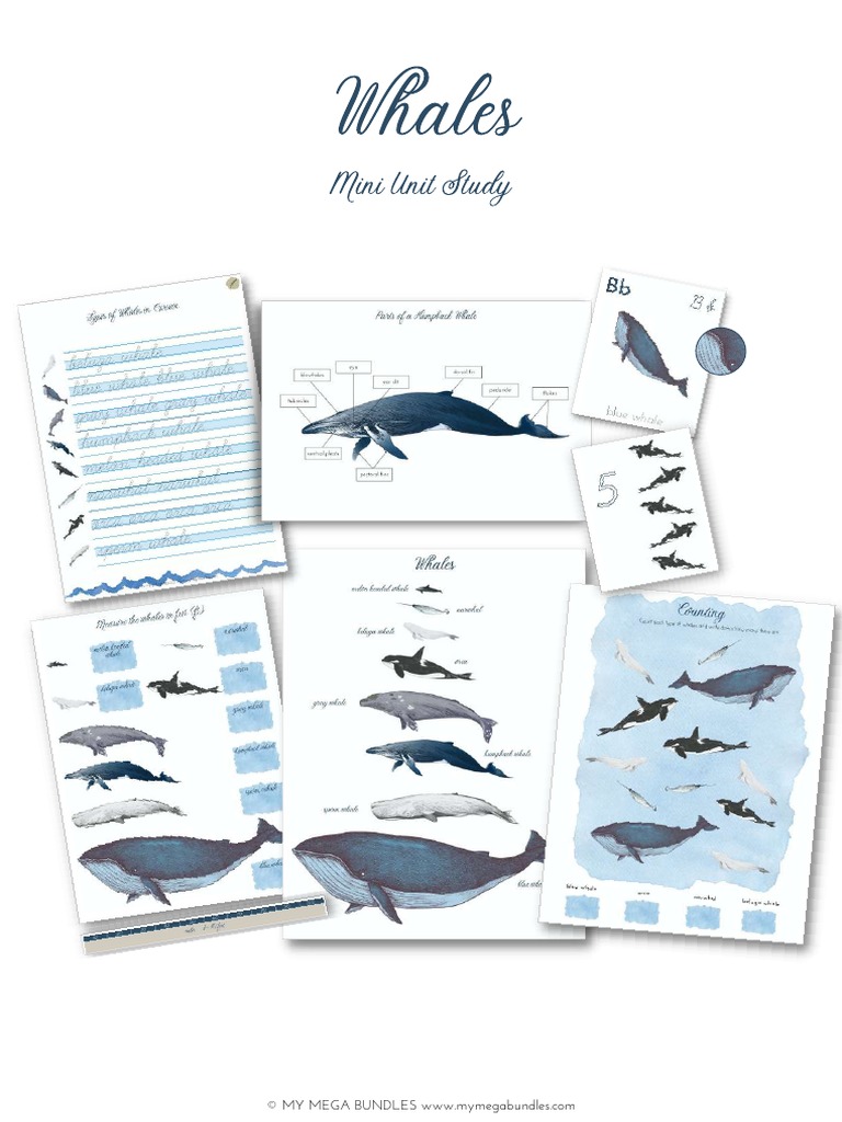 Whales: Mini Unit Study | PDF | Whales | Cetaceans