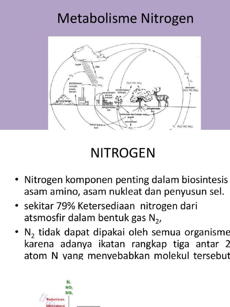 Kuliah Biokimia 1 Siklus Nitrogen | PDF