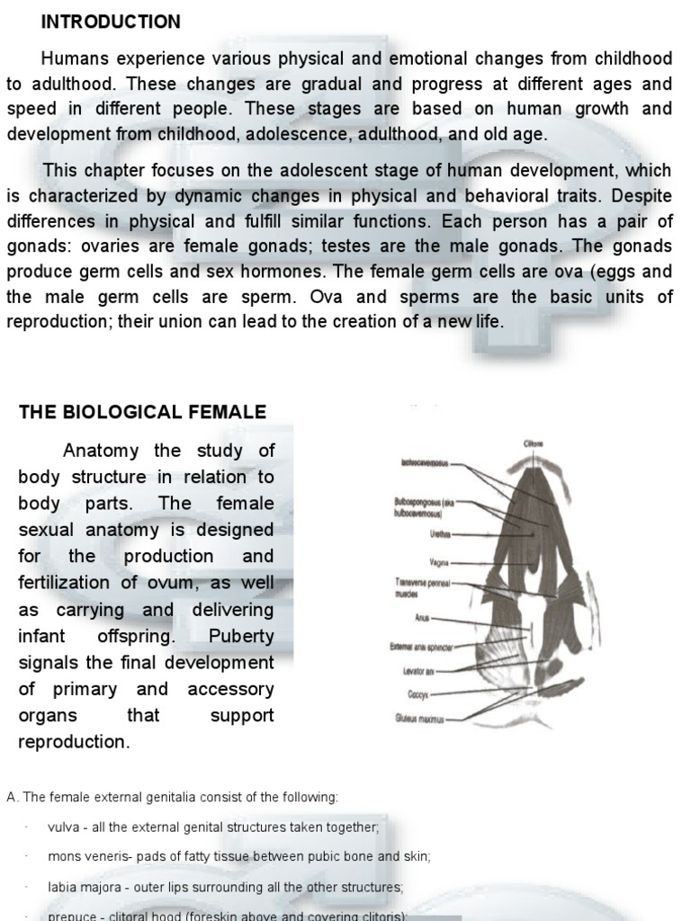 Lesson 4 Anatomy and Physiology of Reproduction | PDF
