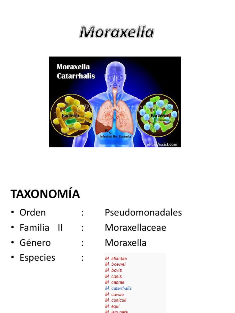 Moraxella | PDF | Inmunidad humoral | Las bacterias