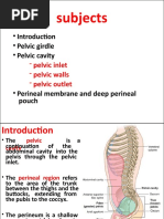 Perineal Region | PDF | Pelvis | Clitoris