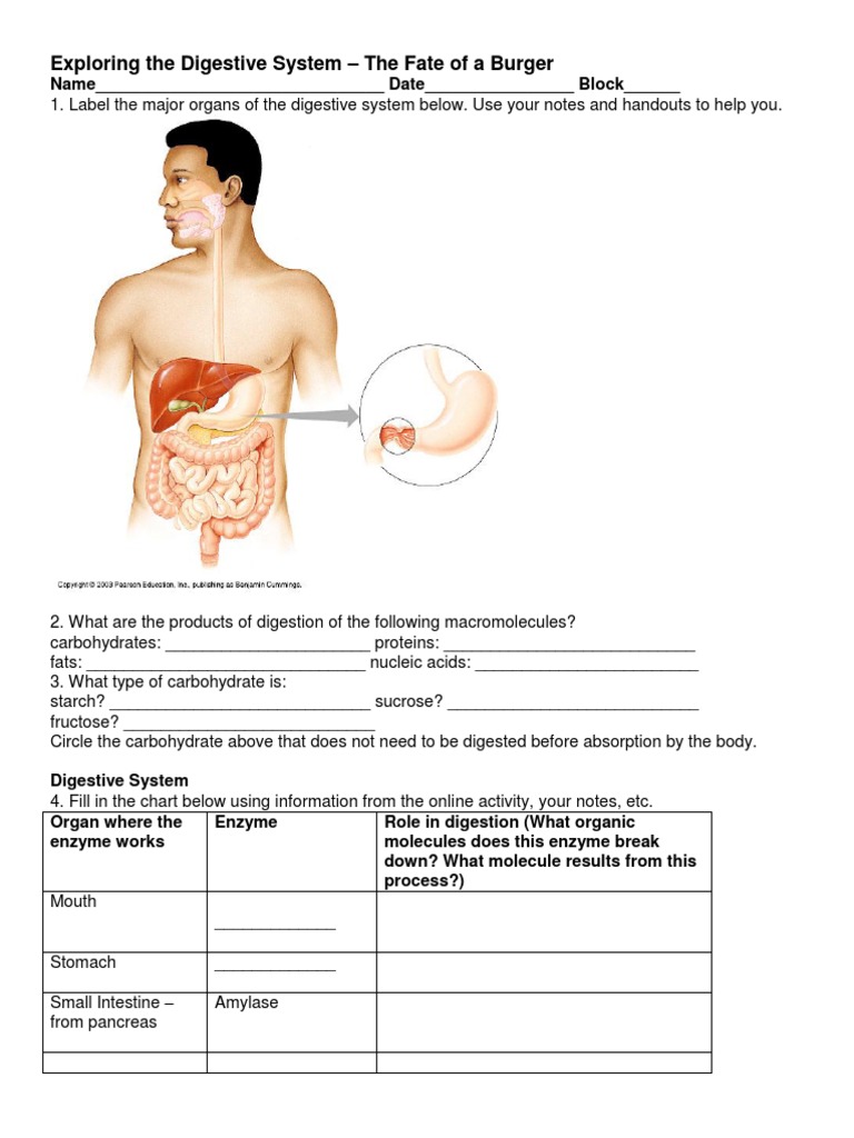 Exploring The Digestive System - The Fate of A Burger | PDF | Human ...