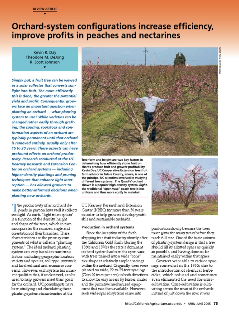 Orchard System Configurations Increase e | PDF | Peach | Orchard