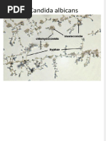 Medio MIO | PDF | Enzima | Química