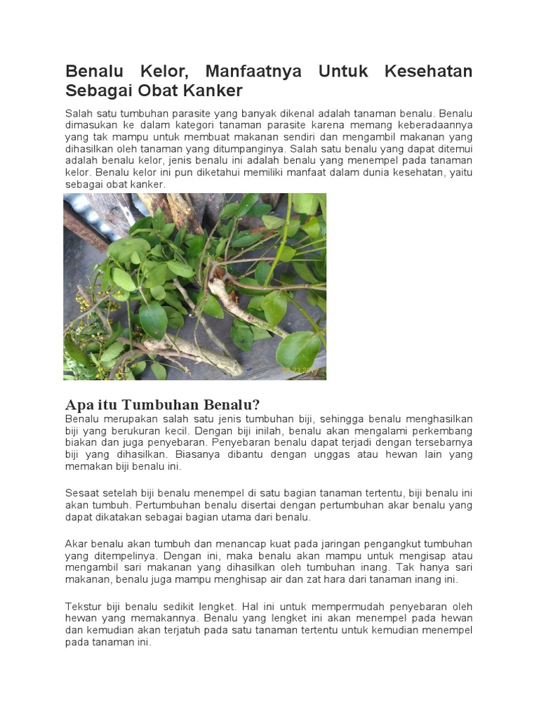 Manfaat Benalu Kelor | PDF | Griya & Taman | Sains & Matematika