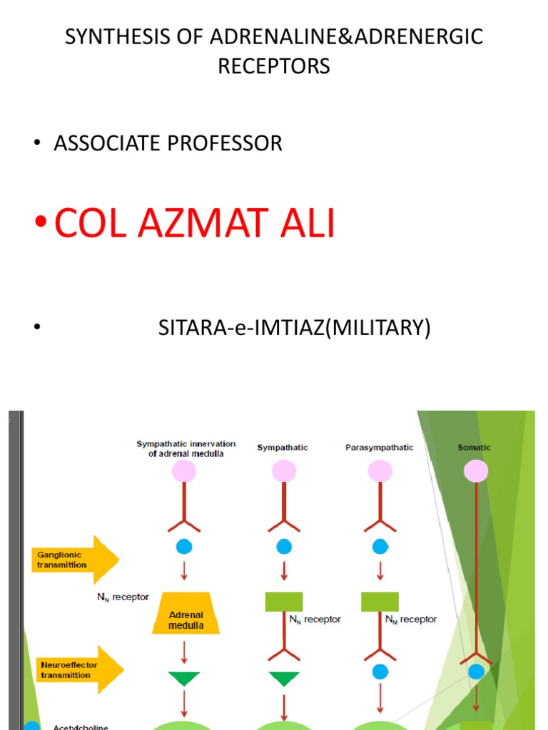 Adrenaline Synthesis & Receptors | PDF | Norepinephrine | Adrenal Gland