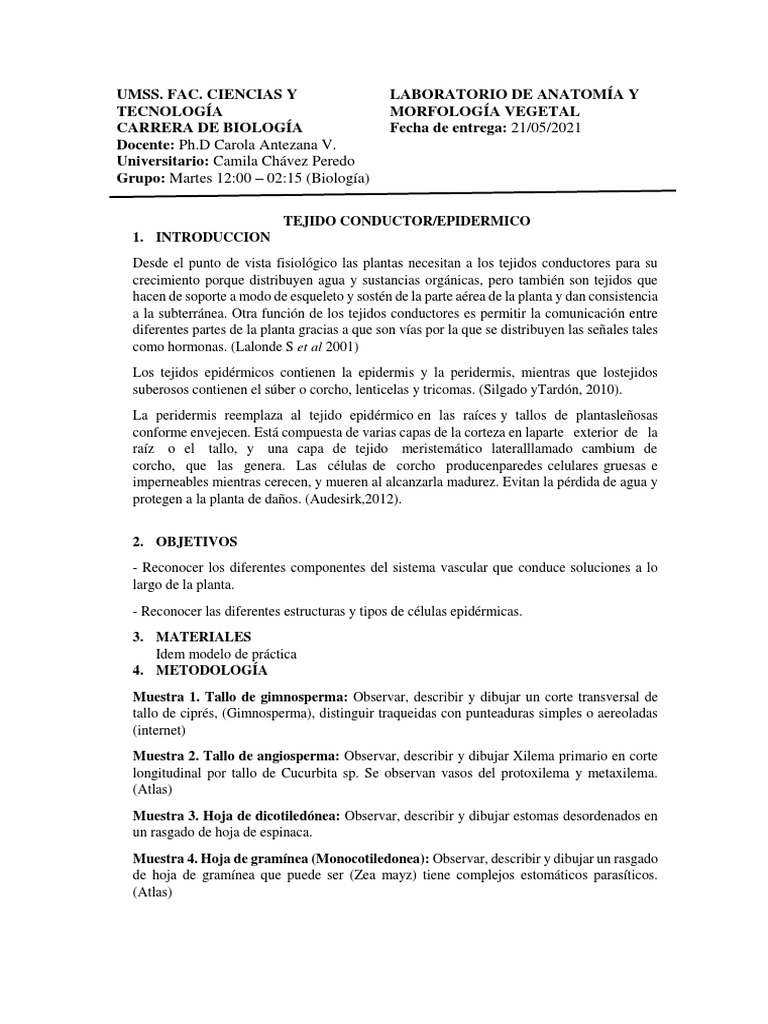 Tejido Conductor y Epidermico | PDF | Tallo de la planta | Hoja