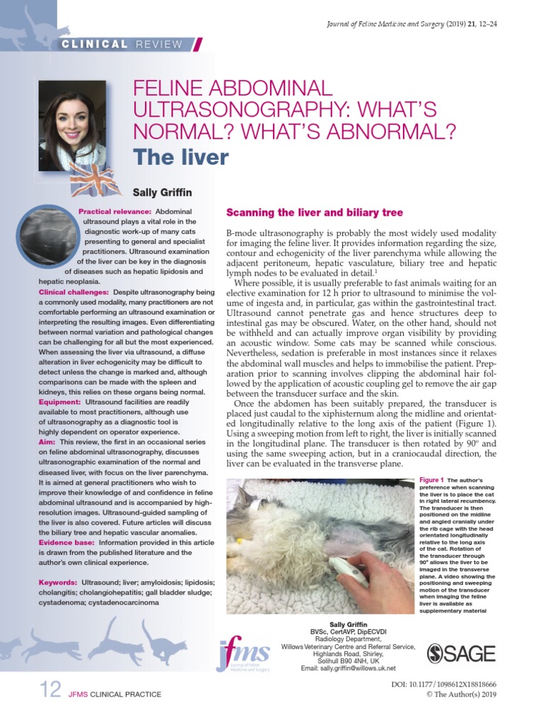 Feline Abdominal Ultrasonography: What'S Normal? What'S Abnormal? | PDF ...