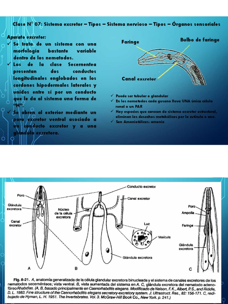 Nematologia | PDF | Nematodo | Sistema nervioso