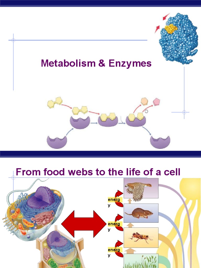 Metabolism & Enzymes | PDF | Enzyme | Enzyme Inhibitor