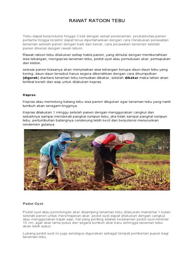 Rawat Ratoon Tebu | PDF | Teknologi & Rekayasa