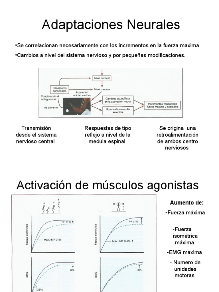 Adaptaciones Neurales | PDF