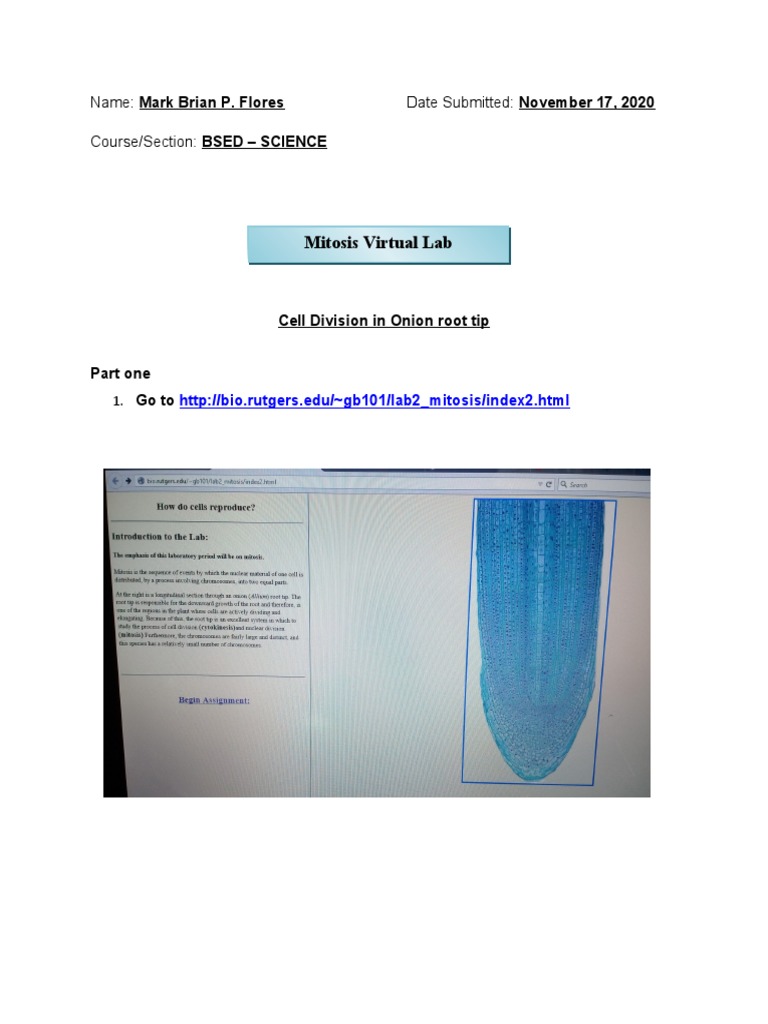 Mitosis Virtual Lab Answer Sheet Part1 | PDF