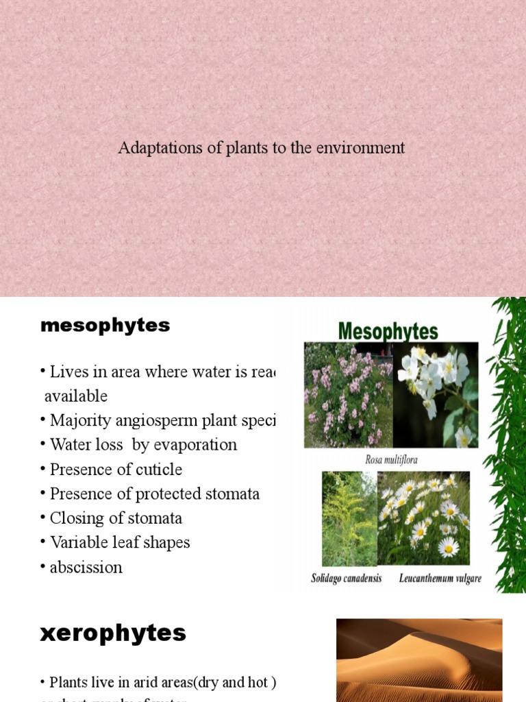 Adaptations of Plants To The Environment | PDF