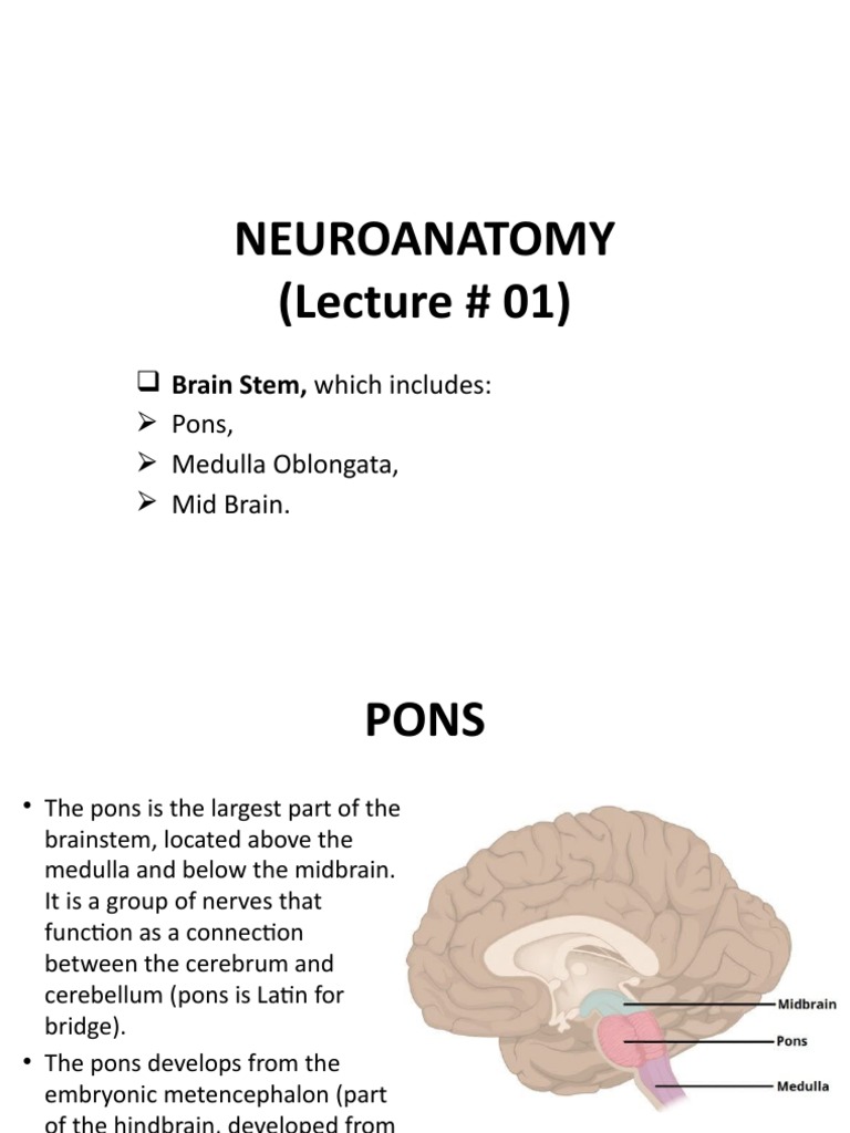 NEUROANATOMY Lecture # 01 (Brain Stem) | PDF | Brainstem | Neuroanatomy