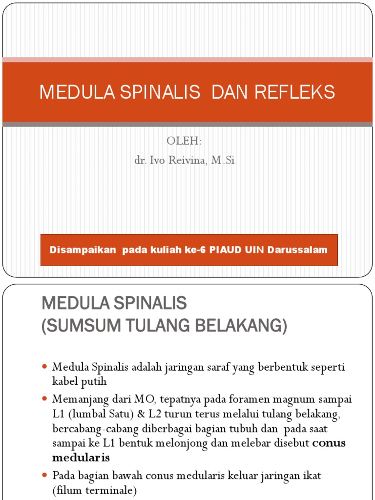 Medula Spinalis Dan Refleks | PDF
